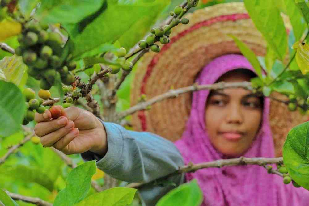 GoRiau - Begini Keistimewaan Kopi Liberika Meranti Riau