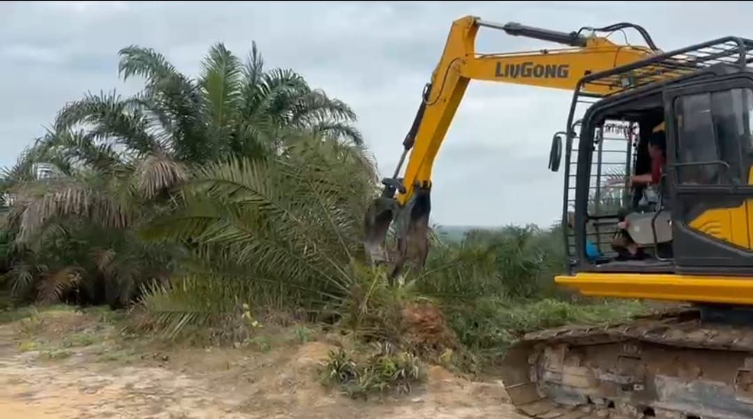 GoRiau - Giliran Kebun Sawit Diduga Milik Oknum Anggota DPRD Riau Seluas 311 Hektar di TNTN ...