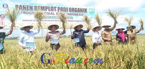 GoRiau - Demplot Padi Organik Binaan Bank Indonesia Riau di Kampung ...