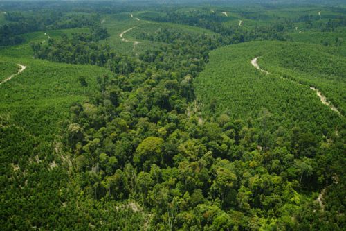 GoRiau - Prosedur Audit Pengelolaan Hutan APRIL - RAPP Disiapkan