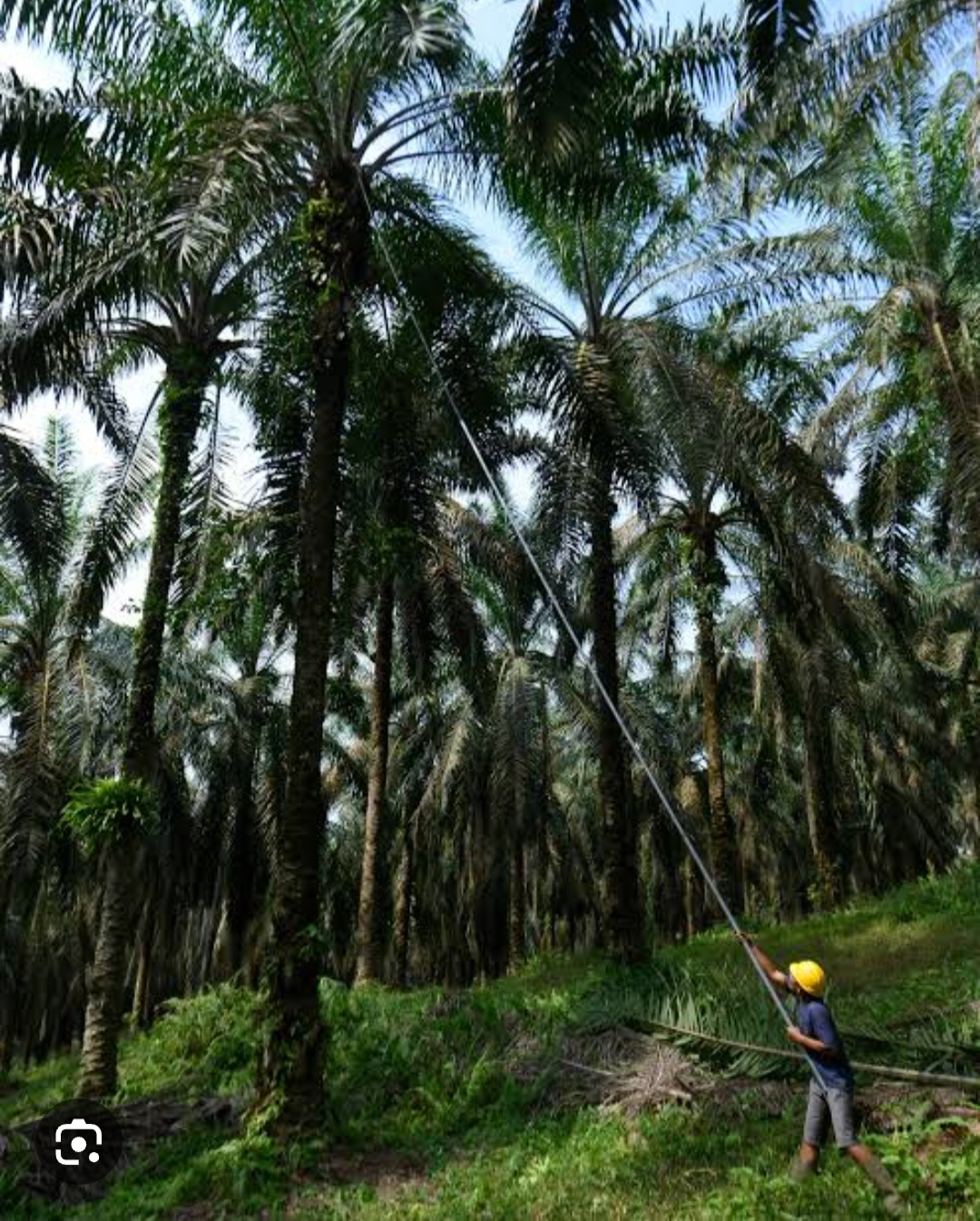 GoRiau - Industri Sawit Hadapi Banyak Tantangan 2023-2024, Ini Rinciannya