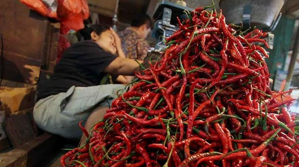 GoRiau - Harga Cabai Merah Keriting di Pasar Selatpanjang Capai Rp80 Ribu per Kg