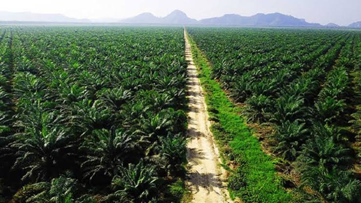 GoRiau - Kebun Sitaan Satgas PKH Diduga Dikuasai Preman, Karyawan ...