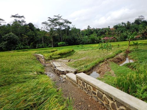 GoRiau - Lokasi Persawahan Pulau Merbau Juga Akan Dibangun Tanggul Air