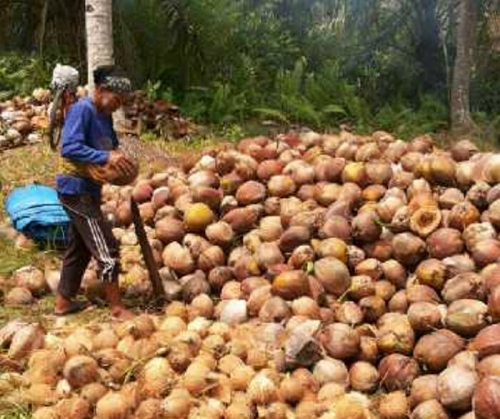 GoRiau - Harga Kelapa Butir Terus Merosot, Disbun Riau Tertarik Ekspor