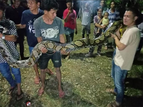 GoNews - Warga Bandur Picak Tangkap Ular Piton Berukuran Besar di Jalanan