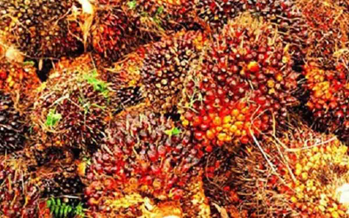 GoRiau - Harga TBS Kelapa Sawit Plasma di Riau Naik, Capai Rp3.604 per Kg