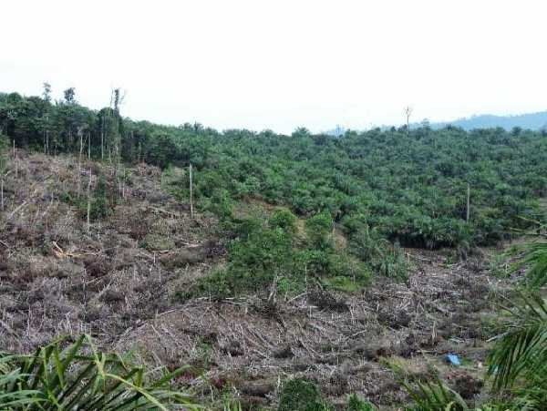 GoRiau - Diduga Rambah Hutan untuk Kebun Sawit di Rohil, Calon Pemimpin Bengkalis Ini Dipanggil ...