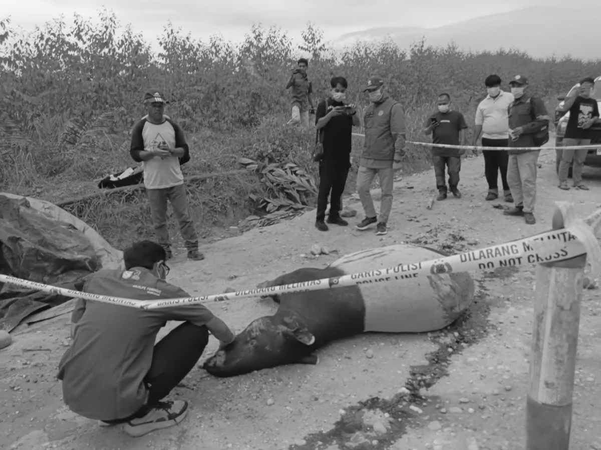 GoRiau - BBKSDA Riau Pastikan Tapir Mati Bukan Korban Perburuan Liar