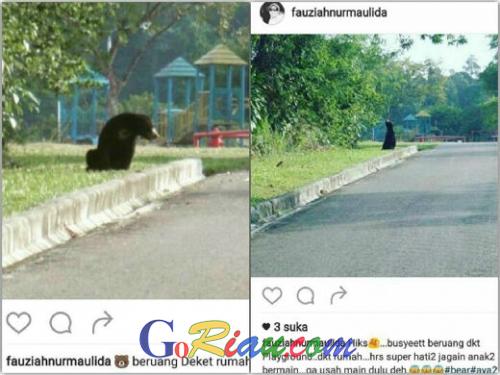 GoRiau - Seekor Beruang Madu Muncul di Perumahan Warga Chevron Duri