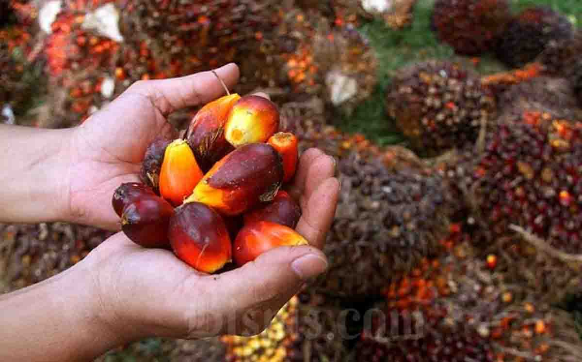 GoRiau - Harga TBS Kelapa Sawit Mitra Plasma di Riau Naik, Puncak ...