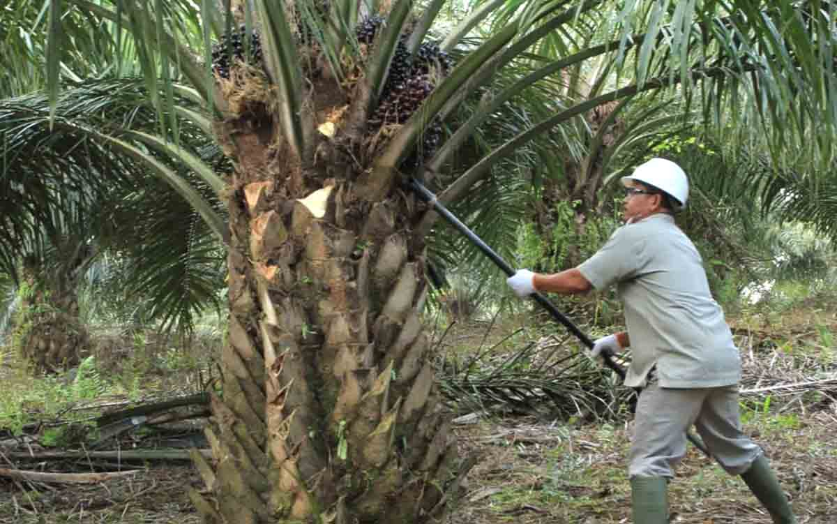 GoRiau - Konsisten Terapkan SMK3, PTPN V Pertahankan 17 Bendera Emas