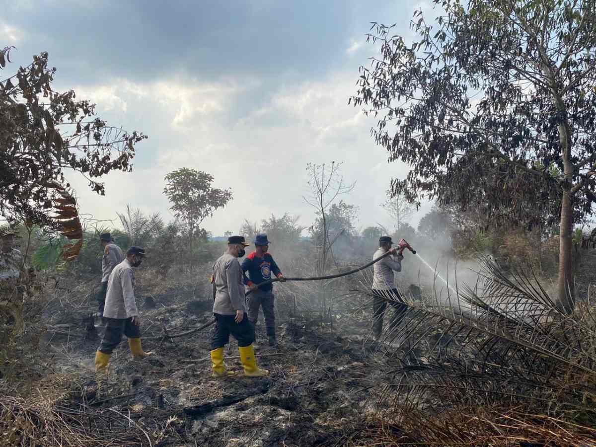 GoRiau - Api Membara di Sungai Guntung Inhu Riau Hanguskan 311,6 ...