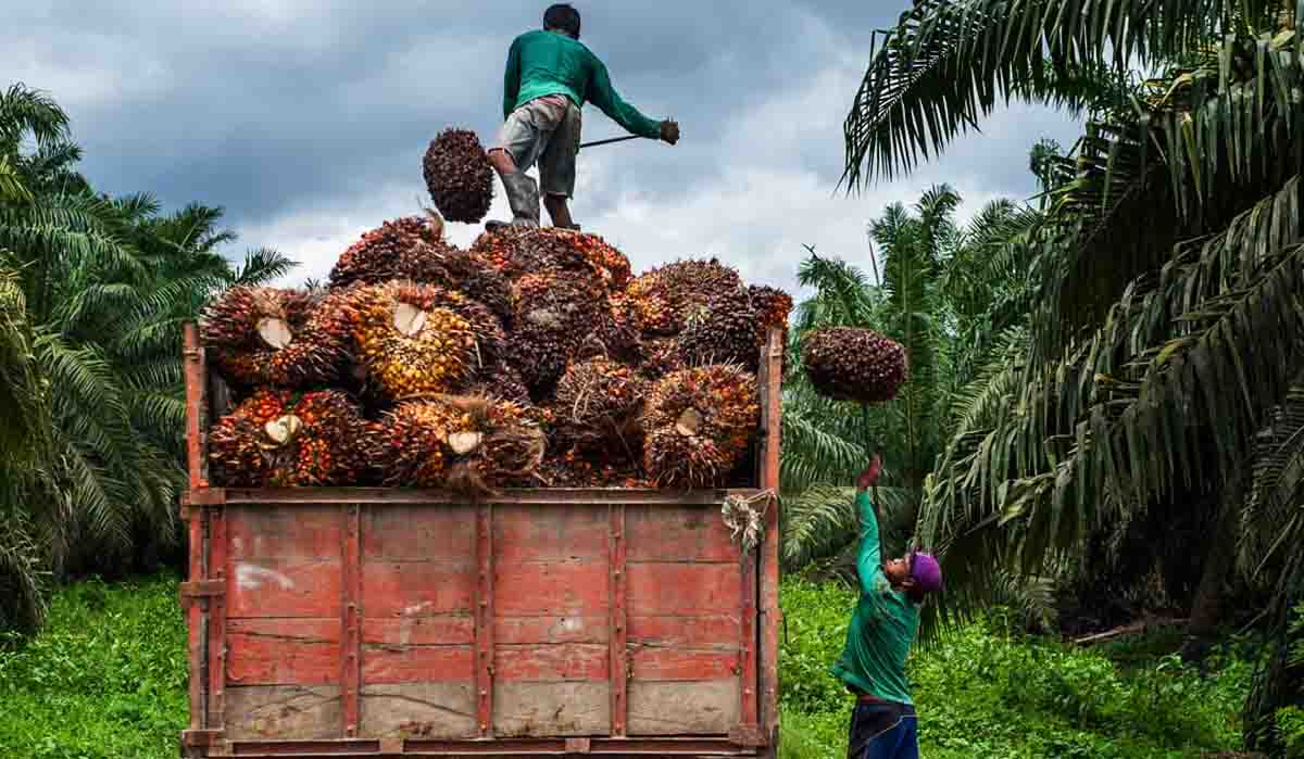 GoRiau - Harga TBS Kelapa Sawit Mitra Swadaya di Riau Naik hingga 4 Maret 2025