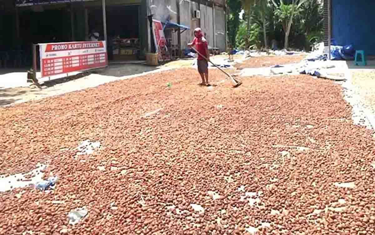 GoRiau - Harga Pinang Kering di Riau Pekan Ini Naik Jadi Rp5.890 per ...