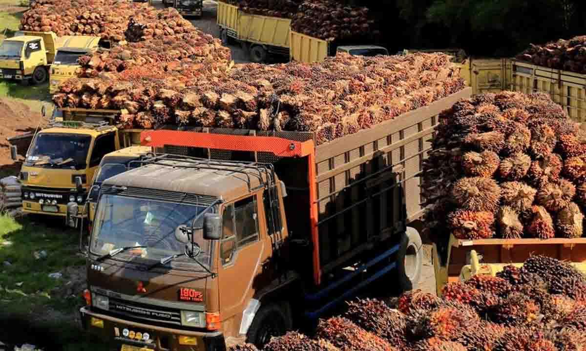 GoRiau - Harga TBS Sawit Mitra Plasma di Riau Turun, Dipicu Penurunan Harga CPO