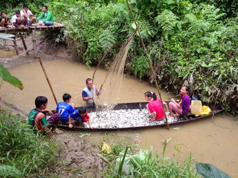 GoRiau - Temukan Lubuk Ikan Gamak Motan, Warga Boter Ramai-ramai Panen ...