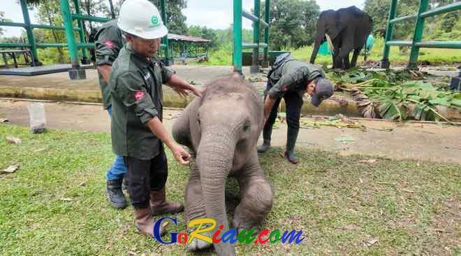 GoRiau - Dokumenter: Kehidupan Damai Gajah Binaan RAPP dan Harmoni Alam ...