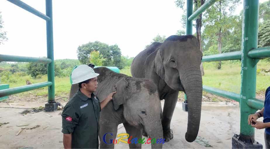 GoRiau - Dokumenter: Kehidupan Damai Gajah Binaan RAPP dan Harmoni Alam ...