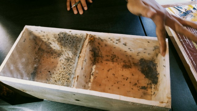 GoRiau - Anti Gagal, Budidaya Lebah Klanceng PT MBM Sangat Menjanjikan ...